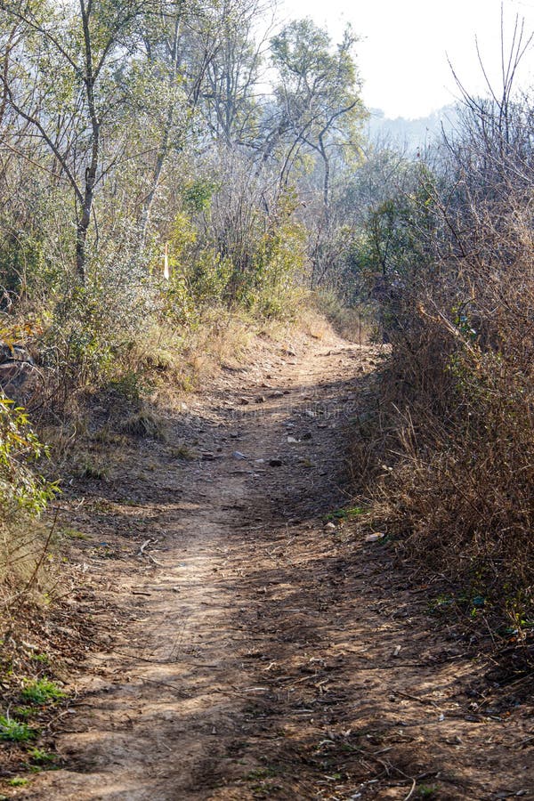 Rocky and Sandy Path Surrounded by Dense Trees and Bushes Stock Image ...