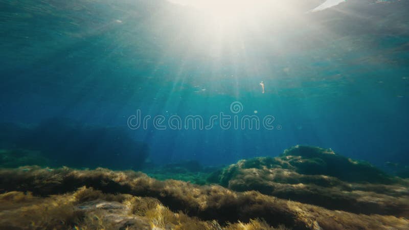 Fish Swim among the Rocks Under the Ocean Stock Footage - Video of fish ...