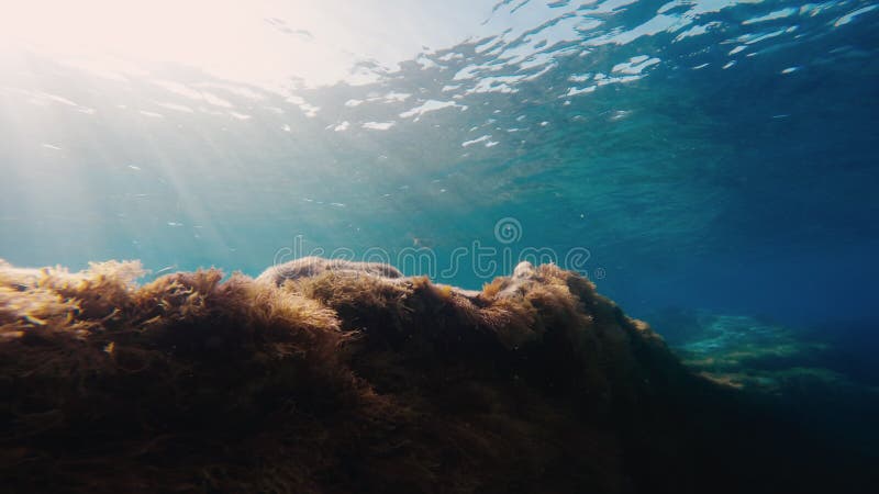 Fish Swim among the Rocks Under the Ocean Stock Footage - Video of ...