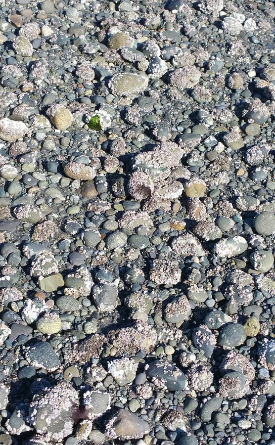 Rocky seattle beach stock image. Image of rocks, ocean - 50541729