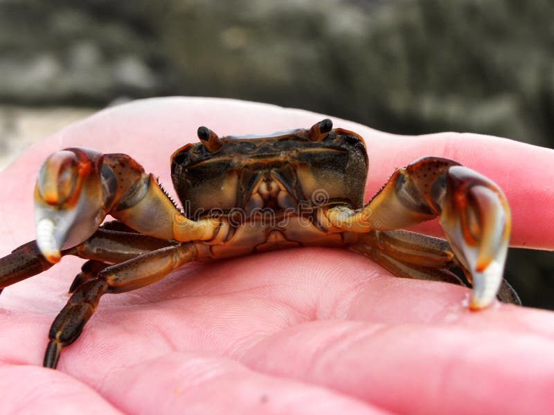 Rocky Shore Crab stockbild. Bild von süd, südlich, wellen - 71958577