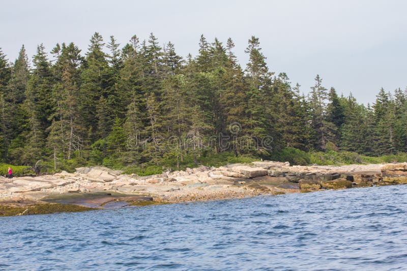 518 Maine Pine Trees Photos - Free & Royalty-Free Stock Photos from ...