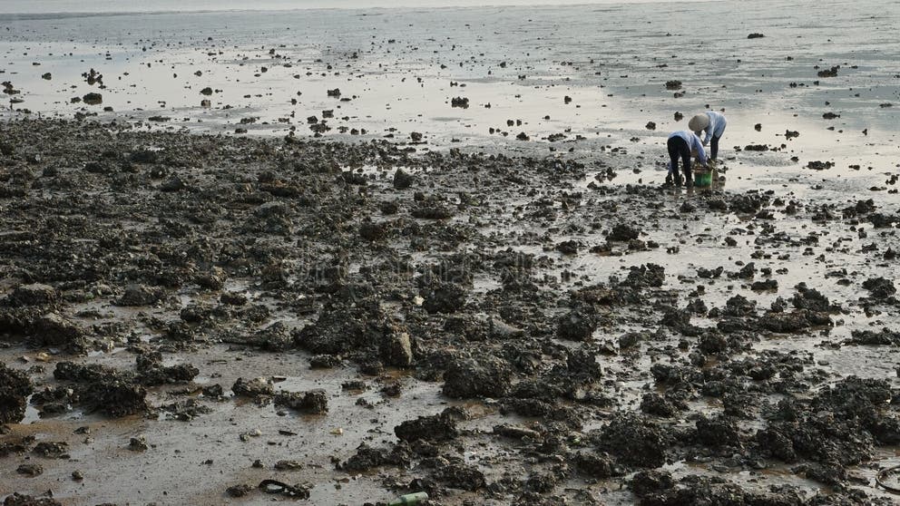 Rocky Shore with Two People Collecting Shellfish Stock Image - Image of ...