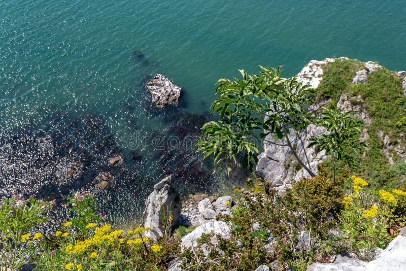 A Rocky Slope Overgrown with Plants . Stock Photo - Image of rocks ...