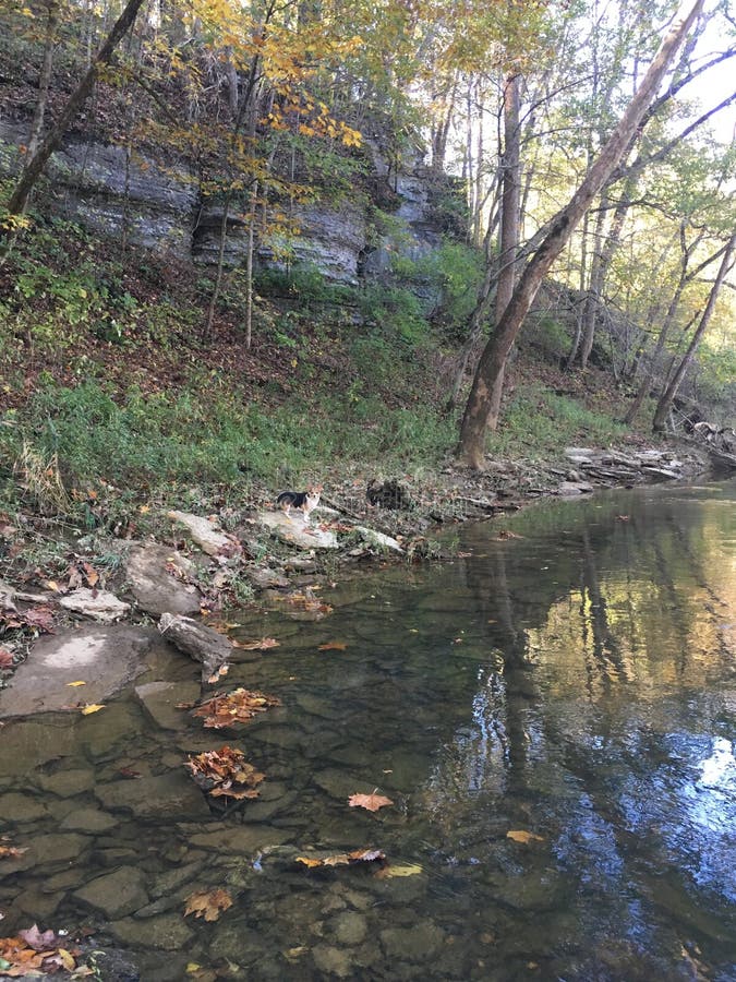 Rocky stream stock image. Image of rural, forest, stream - 89843359