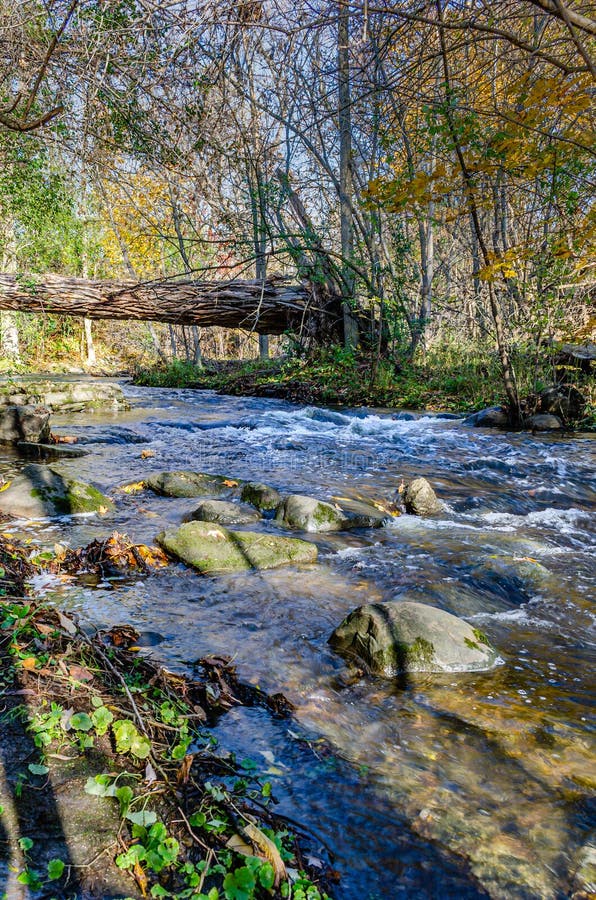 Rocky Stream Flowing Under Fallen Tree Stock Photos - Free & Royalty ...