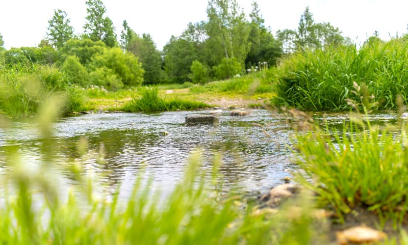 Rocky Stream Flows through a Forest Clearing with a Blurred Background ...
