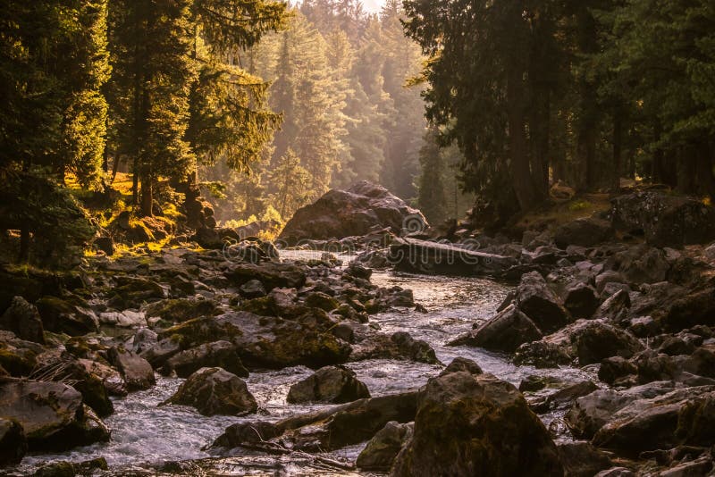 Rocky Stream by Pine Trees stock image. Image of beetab - 175090179