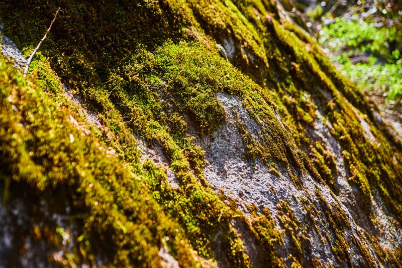 Rocky Surface Coated in Moss Stock Image - Image of leaf, forest: 249284287