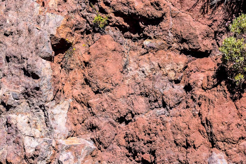 Rocky Area Few Plants Growing Stock Photos - Free & Royalty-Free Stock ...