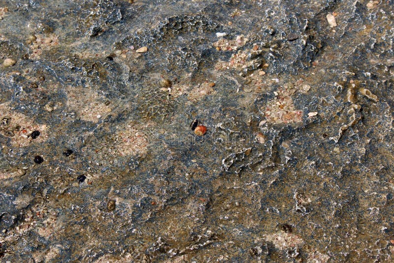 Rocky Surface with a Tiny Shell and Scattered Debris in Natural Light ...