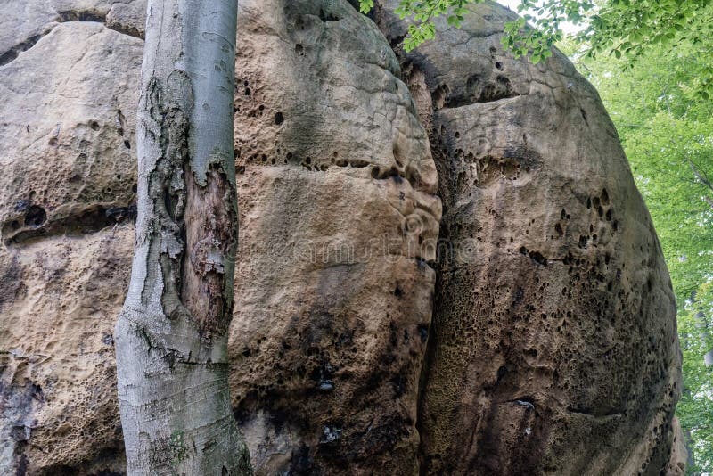 Rocky Surfaces in the Carpathians Forest Stock Image - Image of history ...