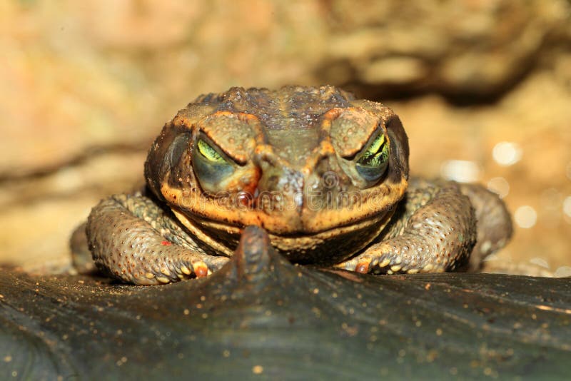 Rococo Toad stock photo. Image of frog, american, toad - 41268362