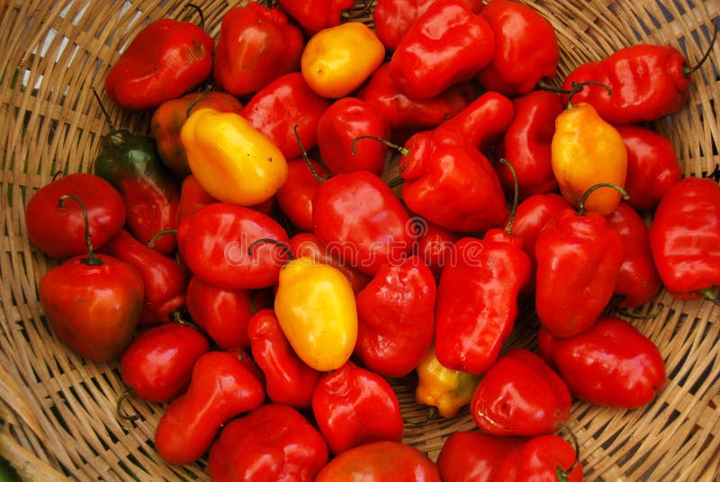 Rocoto imagen de archivo. Imagen de pimienta, chile, peruano - 68434873