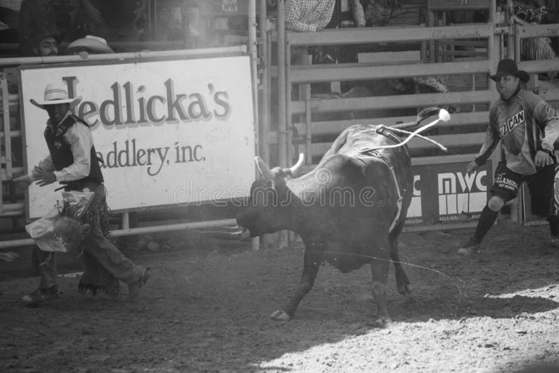 Rodéo, Santa Barbara, CA image stock éditorial. Image du ...