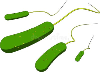 Rod Shaped Bacteria Stock Illustrations – 2,158 Rod Shaped Bacteria ...