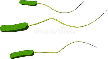 Rod Shaped Bacteria Stock Illustrations – 2,158 Rod Shaped Bacteria ...