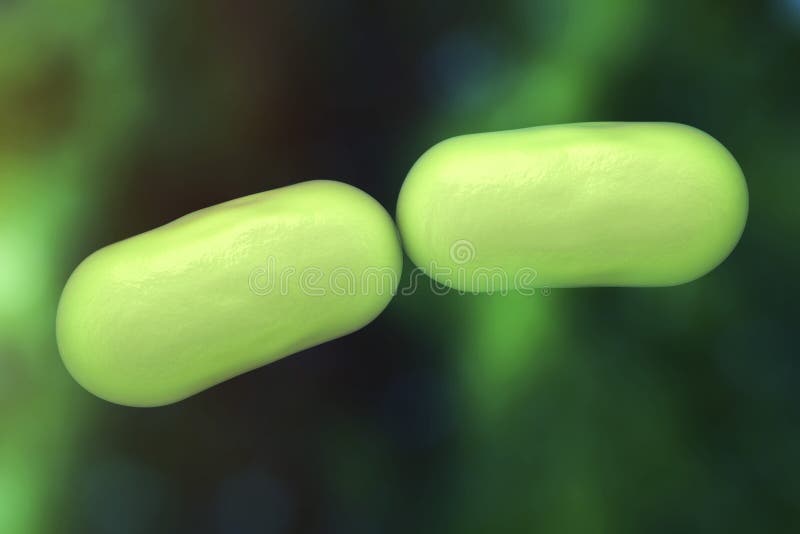 Rod shaped bacteria stock illustration. Illustration of germs - 76997959