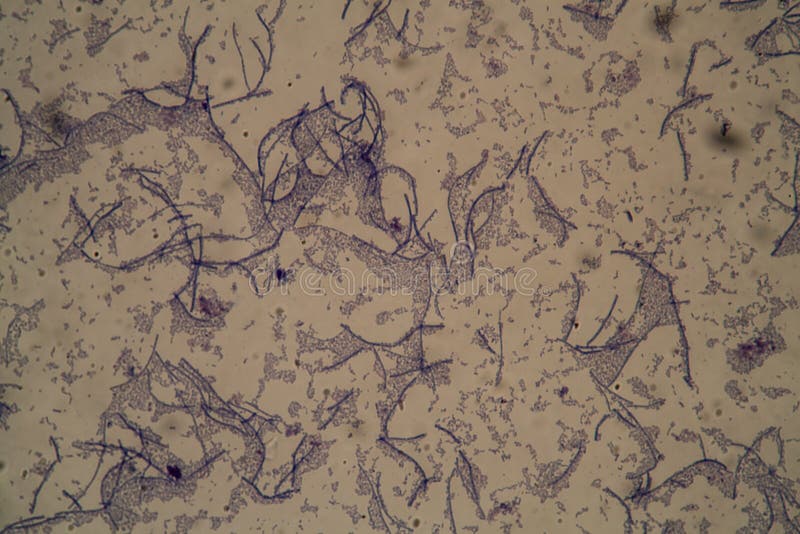 Rod-shaped bacteria 400x stock illustration. Illustration of tiny ...