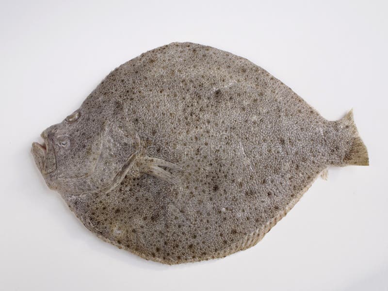 Rodaballo aislado foto de archivo. Imagen de platija - 80126636