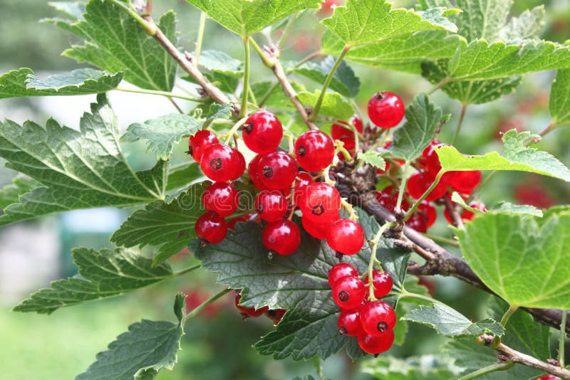 Rode aalbes op struik stock foto. Afbeelding bestaande uit blad - 20516888