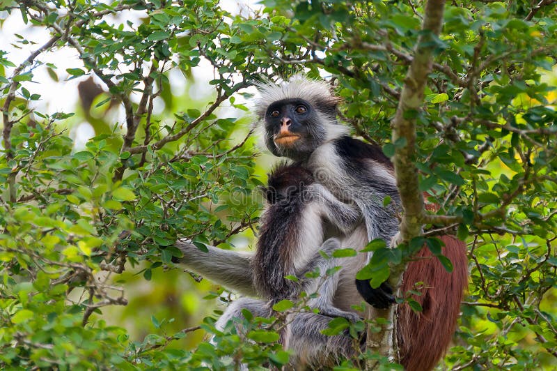 Aap Met Puppy Op Het Houten Boot Drinken Van Een Fles Stock Foto ...