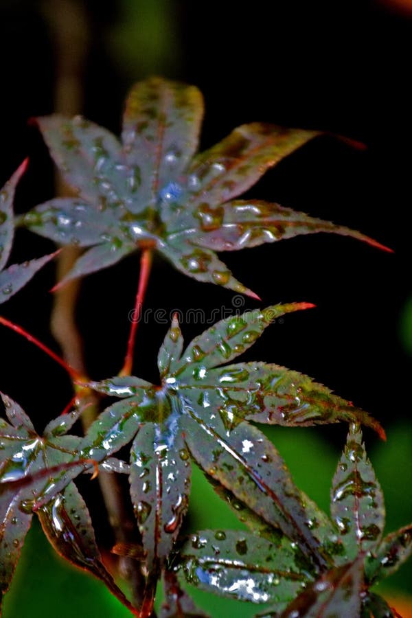 Groene Japanse Esdoornbladeren - Acer Palmatum Stock Foto - Image of ...