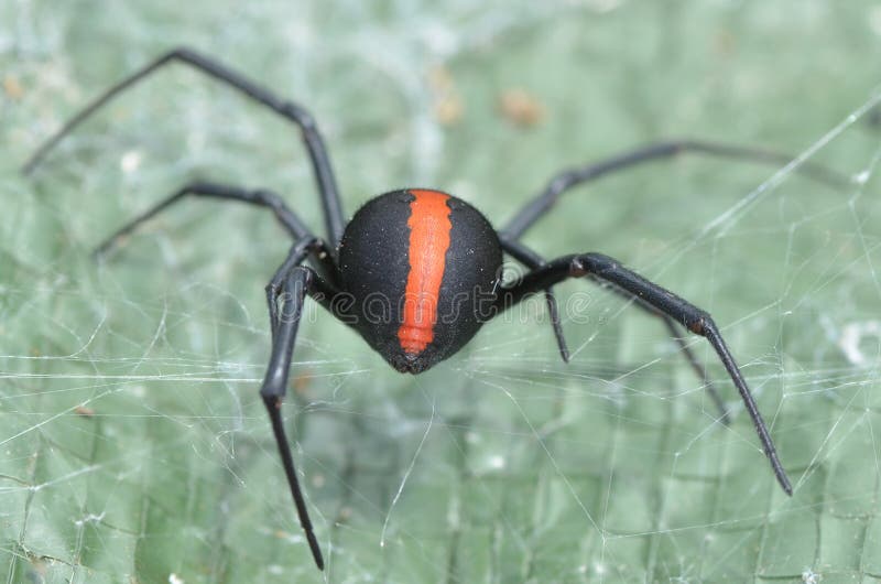 Spin, Rood-Rug, Lacrodectus Hasselti Stock Afbeelding - Afbeelding ...