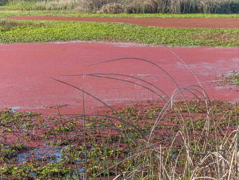 Kleurrijke Gele Rode Zeewier Overzeese Algen Stock Afbeelding ...