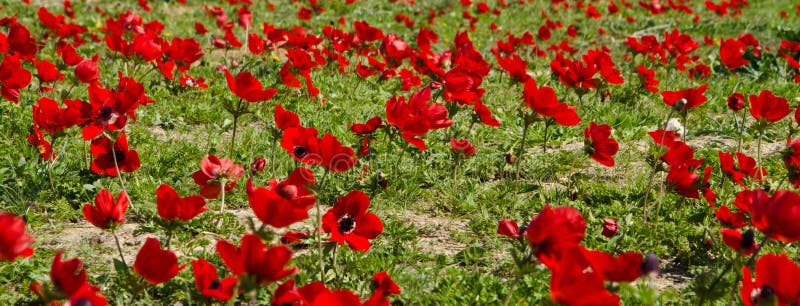 Rode anemoon stock foto. Image of schoonheid, flora, anemoon - 37647786