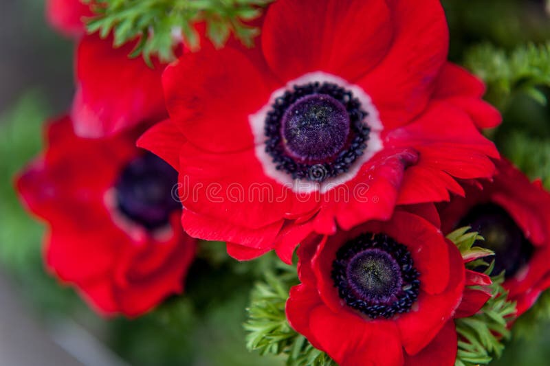 De Rode Anemoon Bloeit Dicht Omhoog Stock Afbeelding - Afbeelding ...