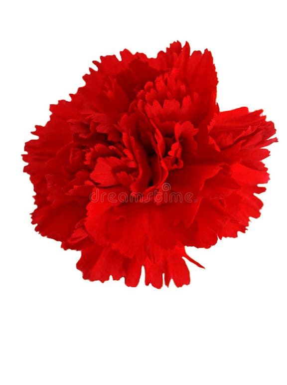 Rode anjer stock afbeelding. Image of decoratief, plantkunde - 18736795