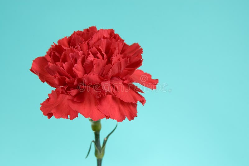 Rode anjer stock foto. Image of schoonheid, mooi, bloemen - 24143126