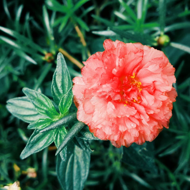 Rode anjer stock afbeelding. Image of installaties, achtergrond - 43073323