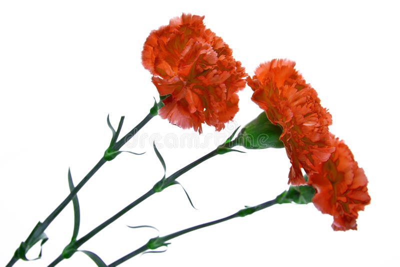 Rode anjer stock foto. Image of macro, valentijn, karmozijnrood - 18133026