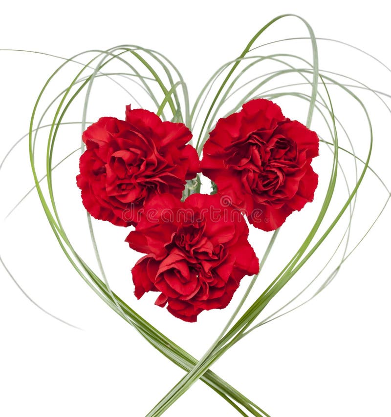 Rode Anjer Drie Op Wit Geïsoleerde Achtergrond Stock Foto - Image of ...