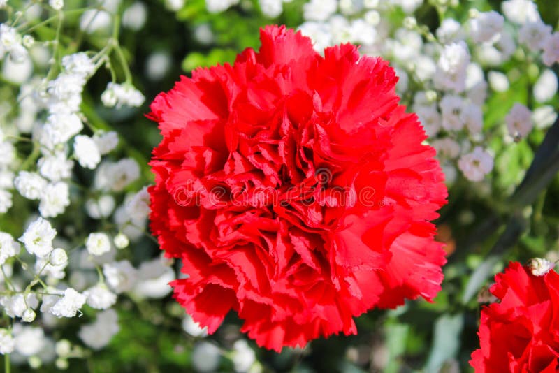 Rode Anjer Met Gypsophila-Aard Stock Afbeelding - Image of installatie ...