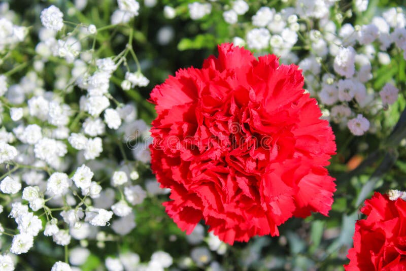 Rode Anjer Met Gypsophila-Aard Stock Afbeelding - Image of installatie ...