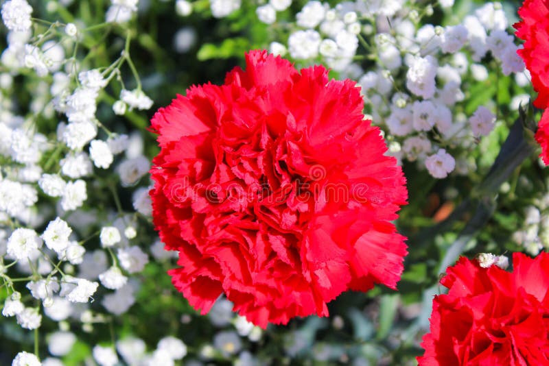 Rode Anjer Met Gypsophila-Aard Stock Afbeelding - Image of installatie ...