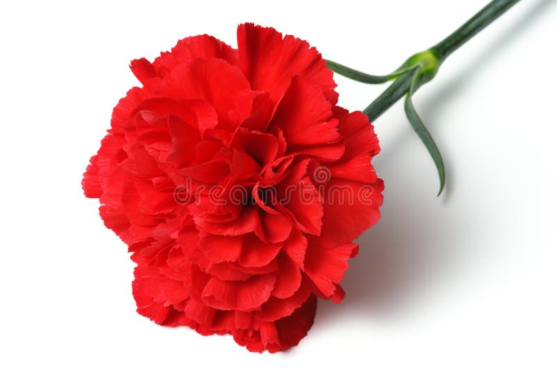 Rode Anjer Op Witte Achtergrond. (horizontaal) Stock Afbeelding - Image ...
