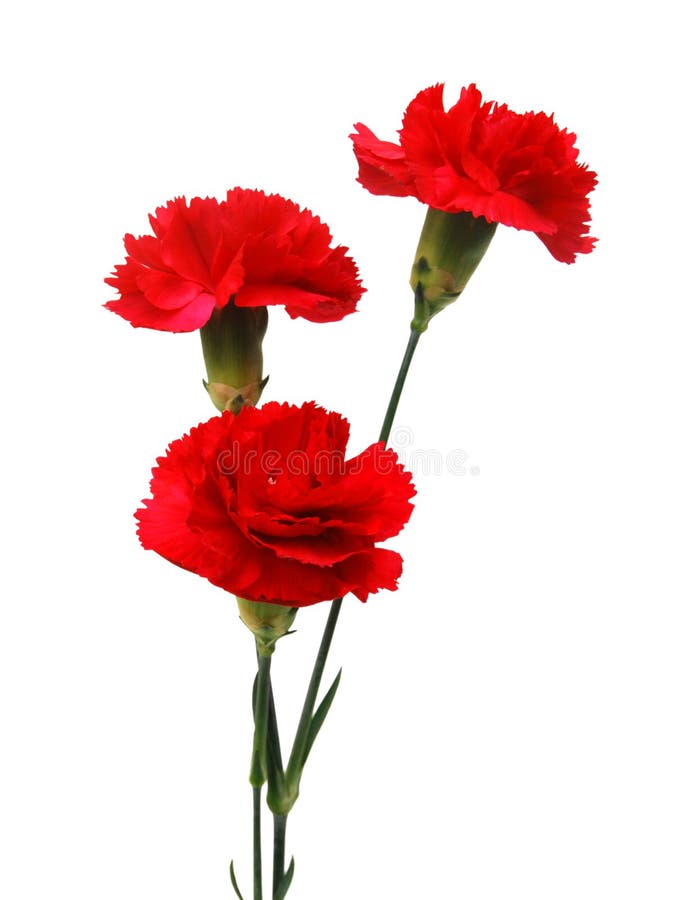Rode anjer stock afbeelding. Image of vakantie, blad - 18369911