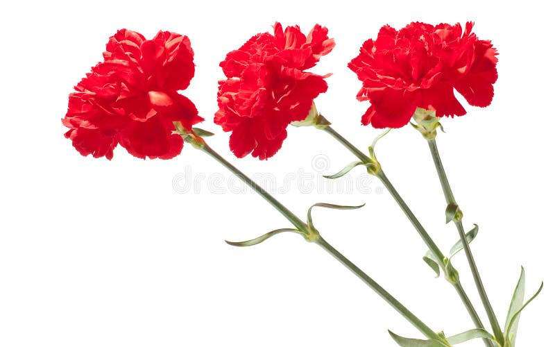 Rode anjers stock afbeelding. Image of plantkunde, verticaal - 29682493