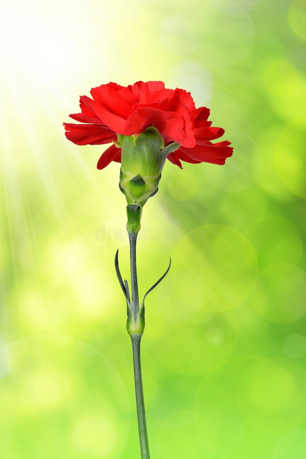 Rode Anjers stock foto. Image of bloemen, romaans, tuinbouw - 61479708