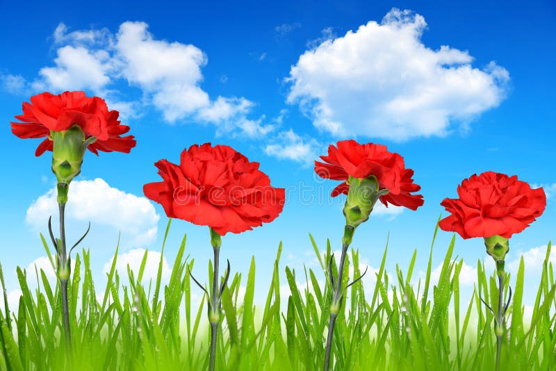 Rode Anjers stock foto. Image of bloemen, romaans, tuinbouw - 61479708