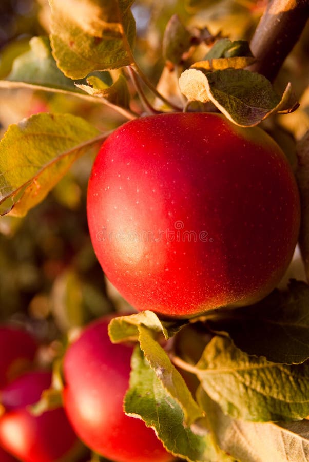 Rode appel stock foto. Image of organisch, groen, snack - 17161226