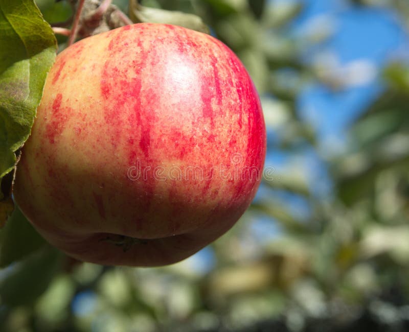 Rode Appel in Een Appelboom Stock Foto - Image of zonlicht, groep ...