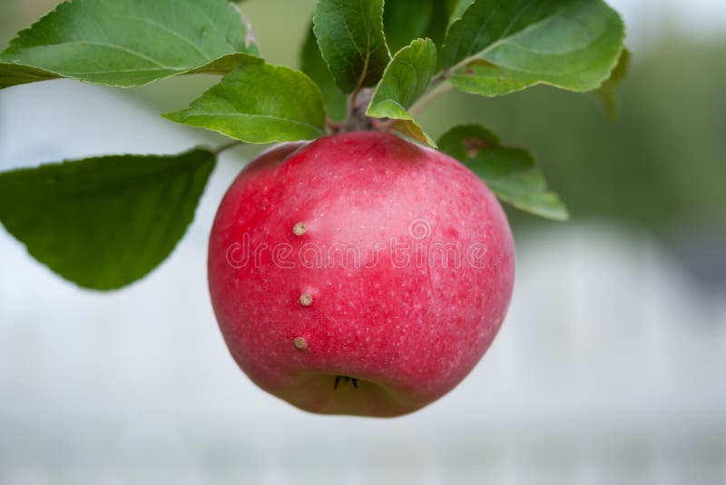 Rode Appel Met Korst Het Groeien Op Boom Stock Foto - Image of buiten ...