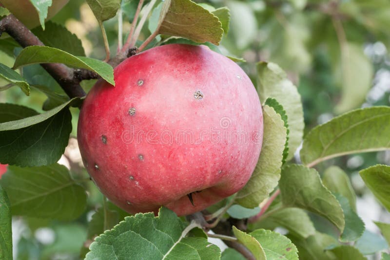 Rode Appel Met Korst Het Groeien Op Boom Stock Foto - Image of buiten ...