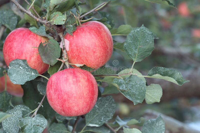 Wilde Appelboom Op De Herfstdag Stock Afbeelding - Afbeelding bestaande ...