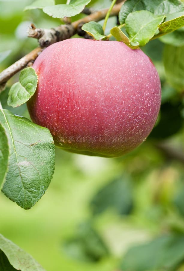 Rode Appel op de Boom stock afbeelding. Image of rijp - 10631035
